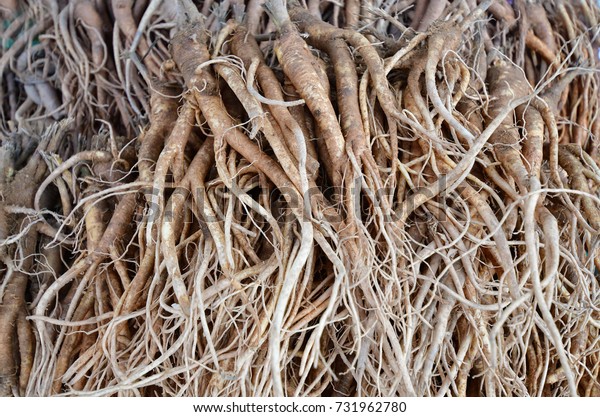 Balloon Flower Root Stock Photo 731962780 | Shutterstock