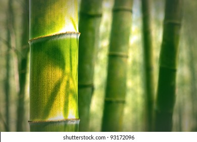 20,867 Light green colour bamboo background Images, Stock Photos ...