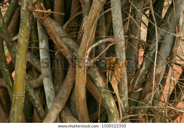 Bamboo Clump Tangled Bamboo Tree Stock Photo 1500522350 | Shutterstock