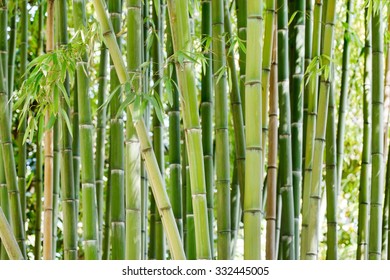 1,353 Thick bamboo forest Images, Stock Photos & Vectors | Shutterstock