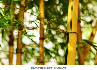 166,170 Yellow bamboo Images, Stock Photos & Vectors | Shutterstock