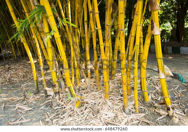 Bamboo Forest India Stock Photo 648479260 | Shutterstock
