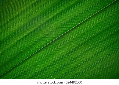 31,358 Fresh Green Bamboo Leaf Texture Images, Stock Photos & Vectors ...