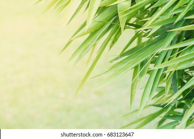 Bamboo Leaves Background Stock Photo 683123647 | Shutterstock