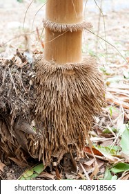 15,198 Roots bamboo Images, Stock Photos & Vectors | Shutterstock