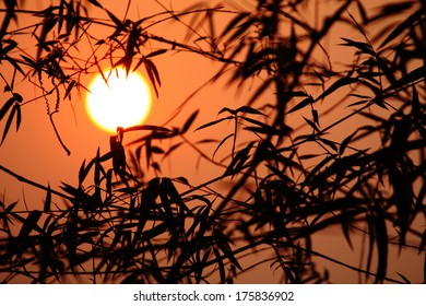 Bamboo Sunset Stock Photo 175836902 | Shutterstock