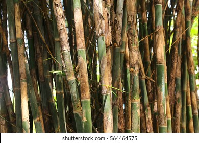 Bamboo Tree Trunk Background Stock Photo 564464575 | Shutterstock