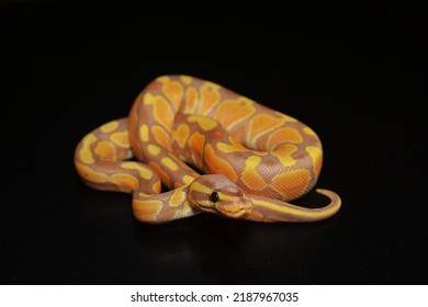 Banana Chocolate Mojave Ball Python On Stock Photo 2187967035 ...