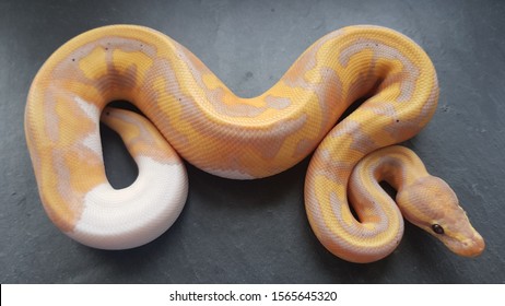 149 Pied ball python Images, Stock Photos & Vectors | Shutterstock