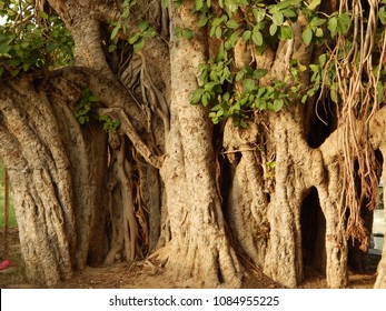 39 Banayan tree Images, Stock Photos & Vectors | Shutterstock