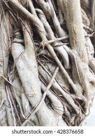 Banyan Root Background Stock Photo 428376658 | Shutterstock