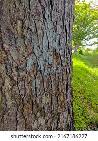 4,526 Banyan bark Images, Stock Photos & Vectors | Shutterstock