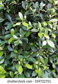Picara Plant Scientific Name Excoecaria Cochinchinensis Stock Photo ...