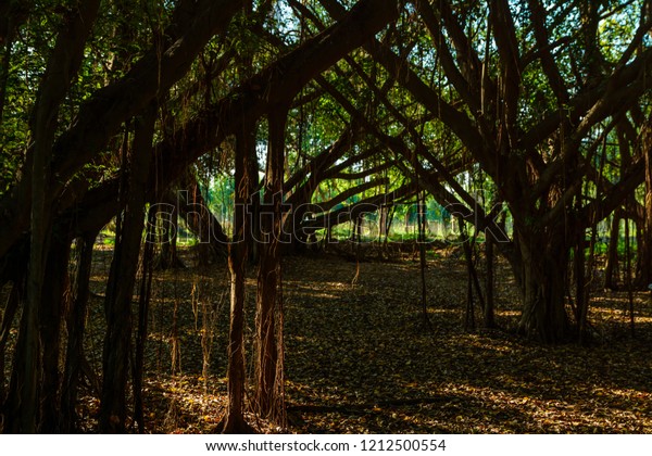 Banyan Tree Light Shadow Stock Photo 1212500554 | Shutterstock