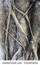 6 Tree root texture bg Images, Stock Photos & Vectors | Shutterstock