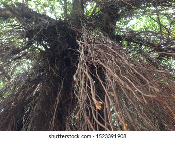 671 imágenes de Banyan vines - Imágenes, fotos y vectores de stock ...