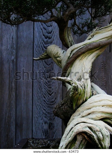 Banzai Tree Stock Photo 63473 | Shutterstock