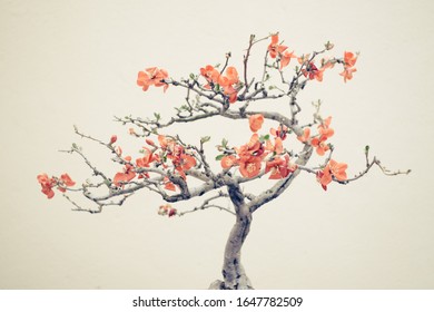 514 Banzai trees Images, Stock Photos & Vectors | Shutterstock