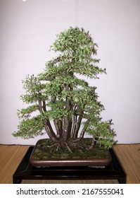 514 Banzai trees Images, Stock Photos & Vectors | Shutterstock
