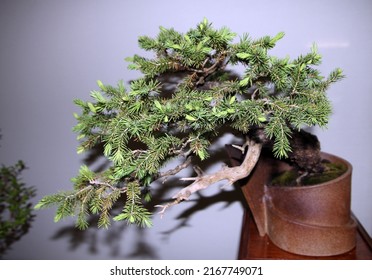 514 Banzai trees Images, Stock Photos & Vectors | Shutterstock