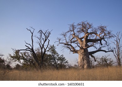 Baobab Tree Stock Photo 160100651 | Shutterstock