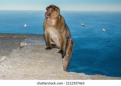 2,549 British monkey Images, Stock Photos & Vectors | Shutterstock