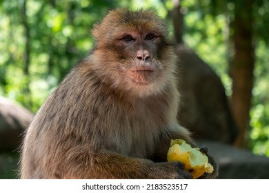 60,212 Primate Head Images, Stock Photos & Vectors | Shutterstock