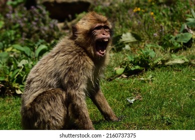 Barbary Macaque Macaca Sylvanus Screaming Stock Photo 2160737375 ...