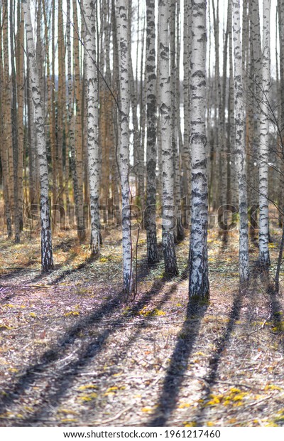Bare Birch Trees Casting Shadows Early Stock Photo 1961217460 | Shutterstock