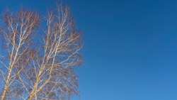 Wintry Bare Birch Tree Full Moon Free Stock Photo - Public Domain Pictures
