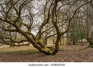 878 Contorted Tree Images, Stock Photos & Vectors | Shutterstock