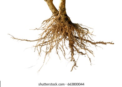 26,418 Dead roots Images, Stock Photos & Vectors | Shutterstock