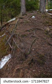614 Protruding Roots Images, Stock Photos & Vectors | Shutterstock