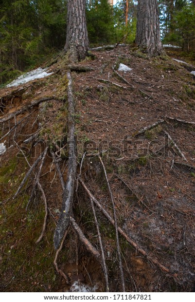 Bare Protruding Root System Pine Trees Stock Photo 1711847821 ...
