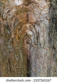 Bare Tree Trunk Without Bark Stripped Stock Photo 2107265267 | Shutterstock