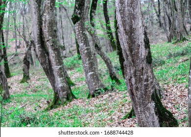 Bare Tree Trunks Forest Stock Photo 1688744428 | Shutterstock