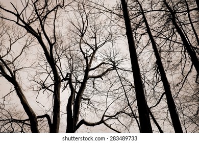 9,513 Bare tree night Images, Stock Photos & Vectors | Shutterstock