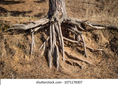 Large Tree Trunk Knotty Twisted Roots Stock Photo (Edit Now) 1822659845