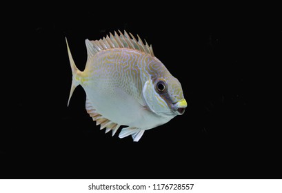 29 Barhead Spinefoot Images, Stock Photos & Vectors | Shutterstock