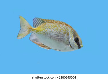 29 Barhead Spinefoot Images, Stock Photos & Vectors | Shutterstock