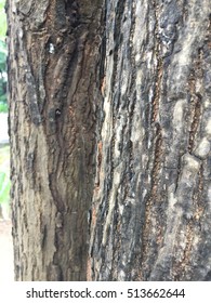 Pinus Taeda Commonly Known Loblolly Pine Stock Photo 1127196923 ...