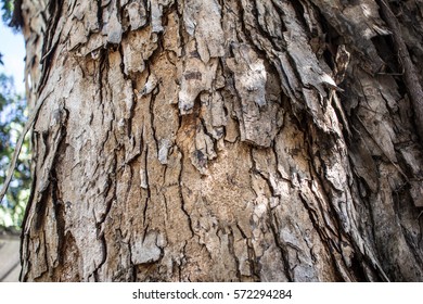 46,139 Pine bark colors Images, Stock Photos & Vectors | Shutterstock