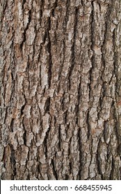 Seamless Structure Palm Trees Bark Stock Photo 624490445 | Shutterstock