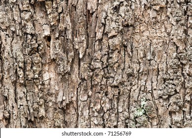 3,526 Casuarina tree Images, Stock Photos & Vectors | Shutterstock
