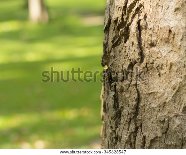 Bark Stock Photo 345628547 | Shutterstock