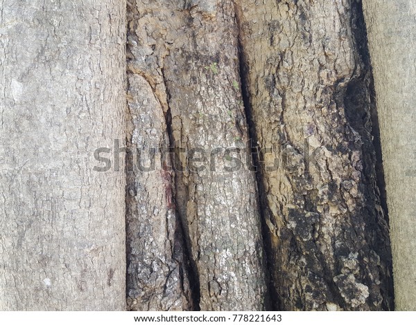Bark Banyan Tree Texture Background Stock Photo 778221643 | Shutterstock