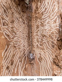 5,585 Bark beetle patterns Images, Stock Photos & Vectors | Shutterstock