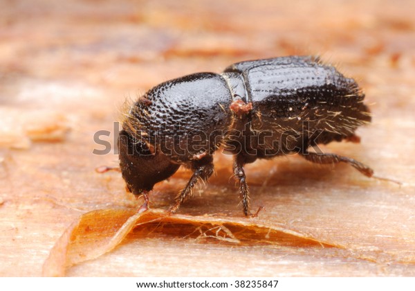 Bark Beetle Ips Typographus Stock Photo 38235847 | Shutterstock