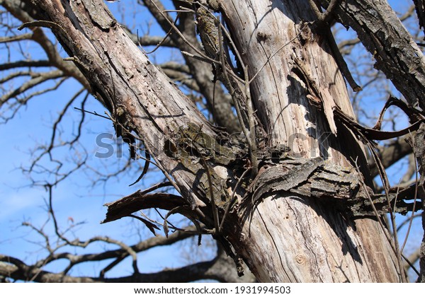 Bark Falling Off Dead Tree Stock Photo 1931994503 | Shutterstock