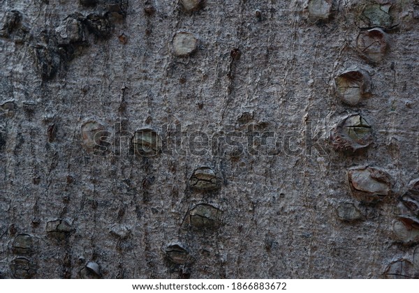 Bark Ficus Hispida Tree This Image Stock Photo 1866883672 | Shutterstock